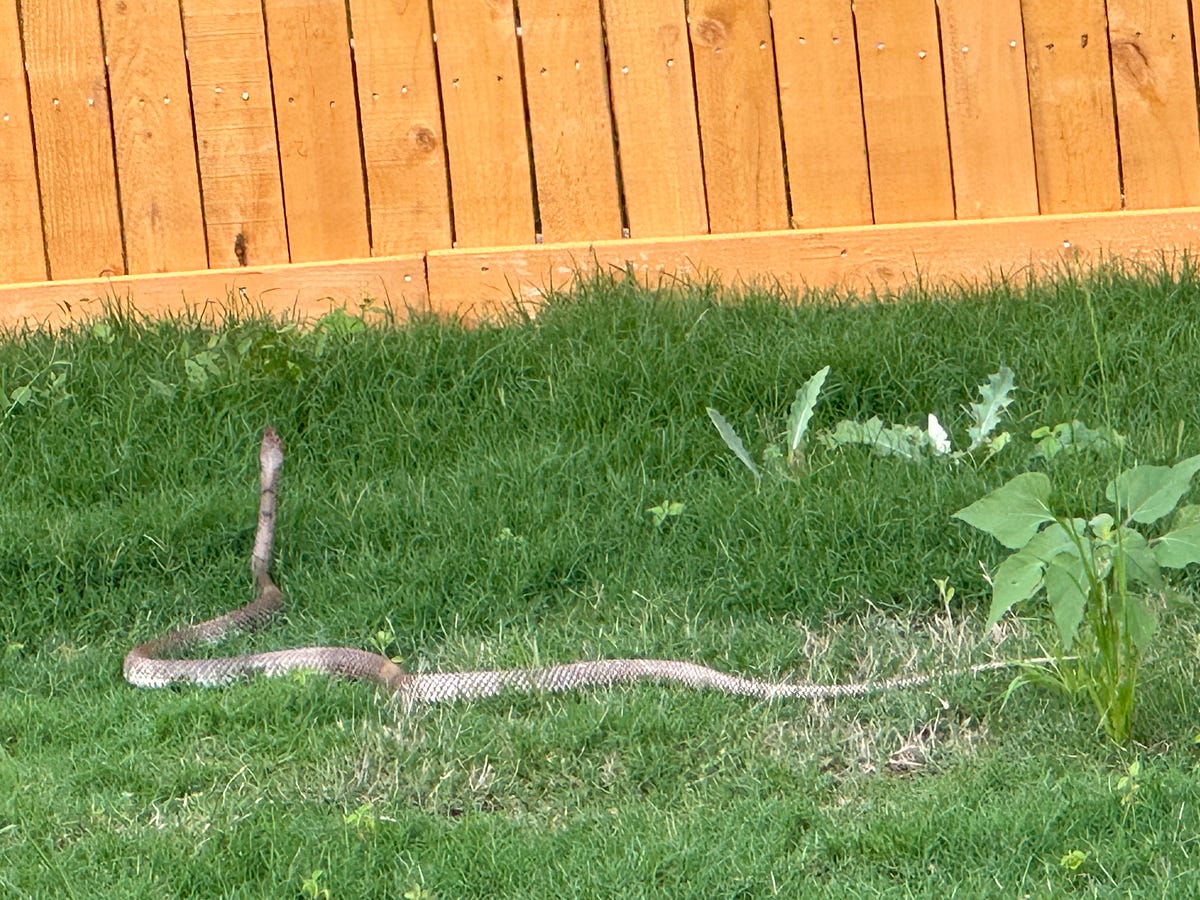 Snake versus Garden. What type of Snake is in my backyard? | by Crystal Guthrie | Gain ...