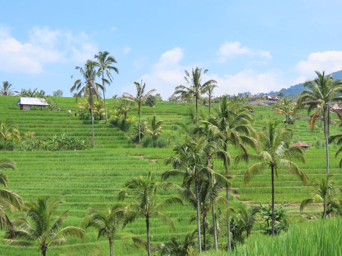 Why I Will Not Visit Bali Again. I have just had the opportunity to ...