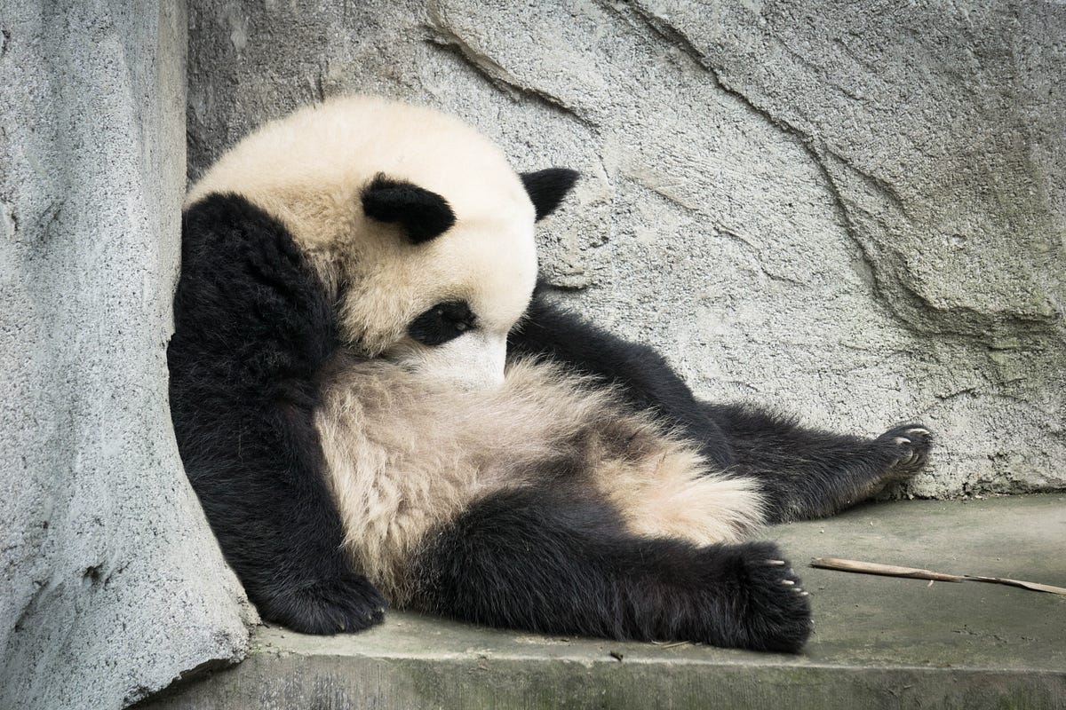 Procrastination 101. Let me start by noting that the picture… | by ...
