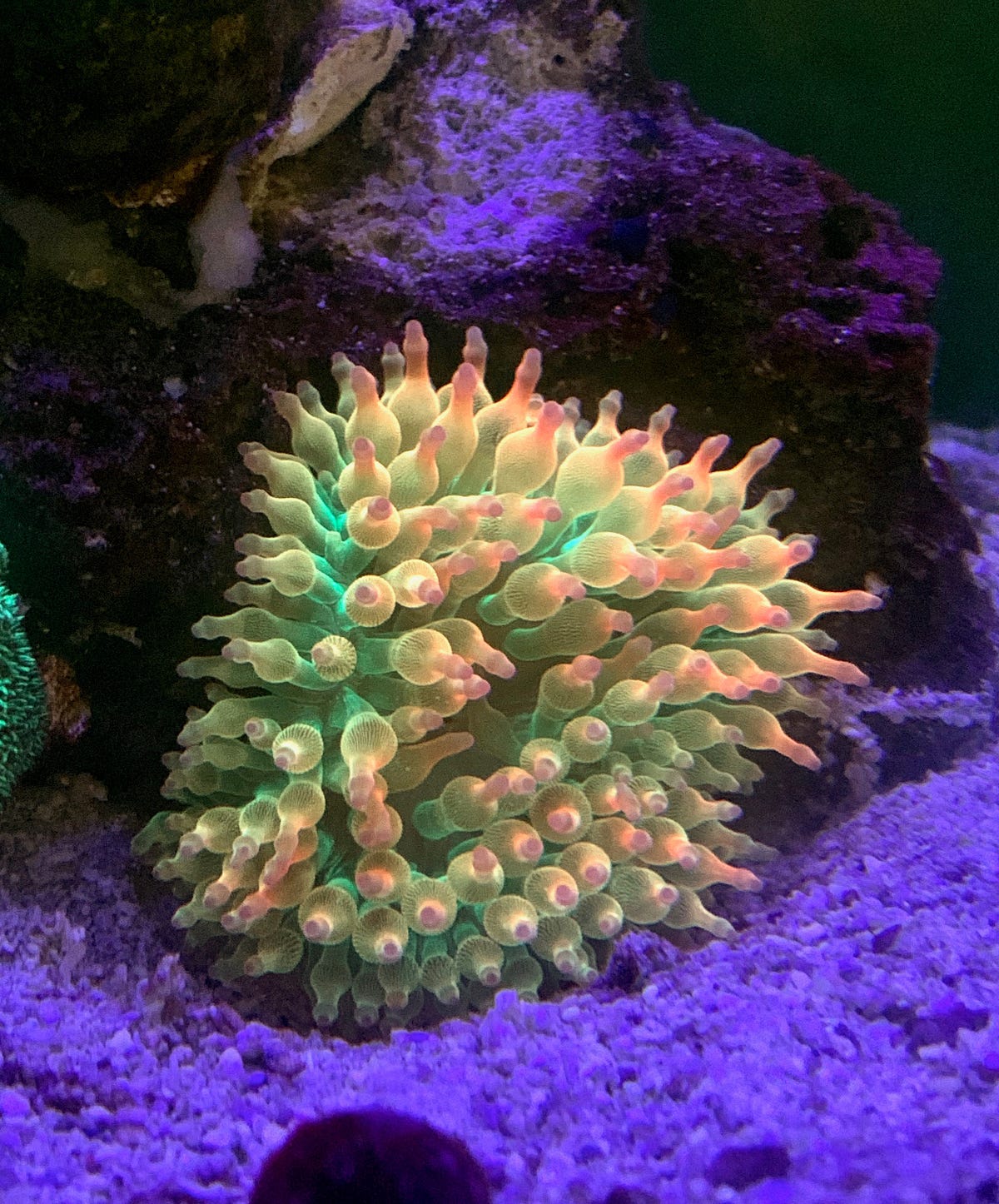 Modern Sustainable Reefkeeping. What does Sustainable Reefkeeping mean ...