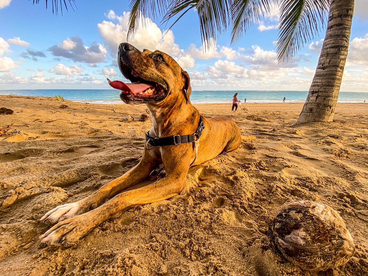 Love by Leaps & Bounds. A story of Tigra, a tropical rescue dog | by ...