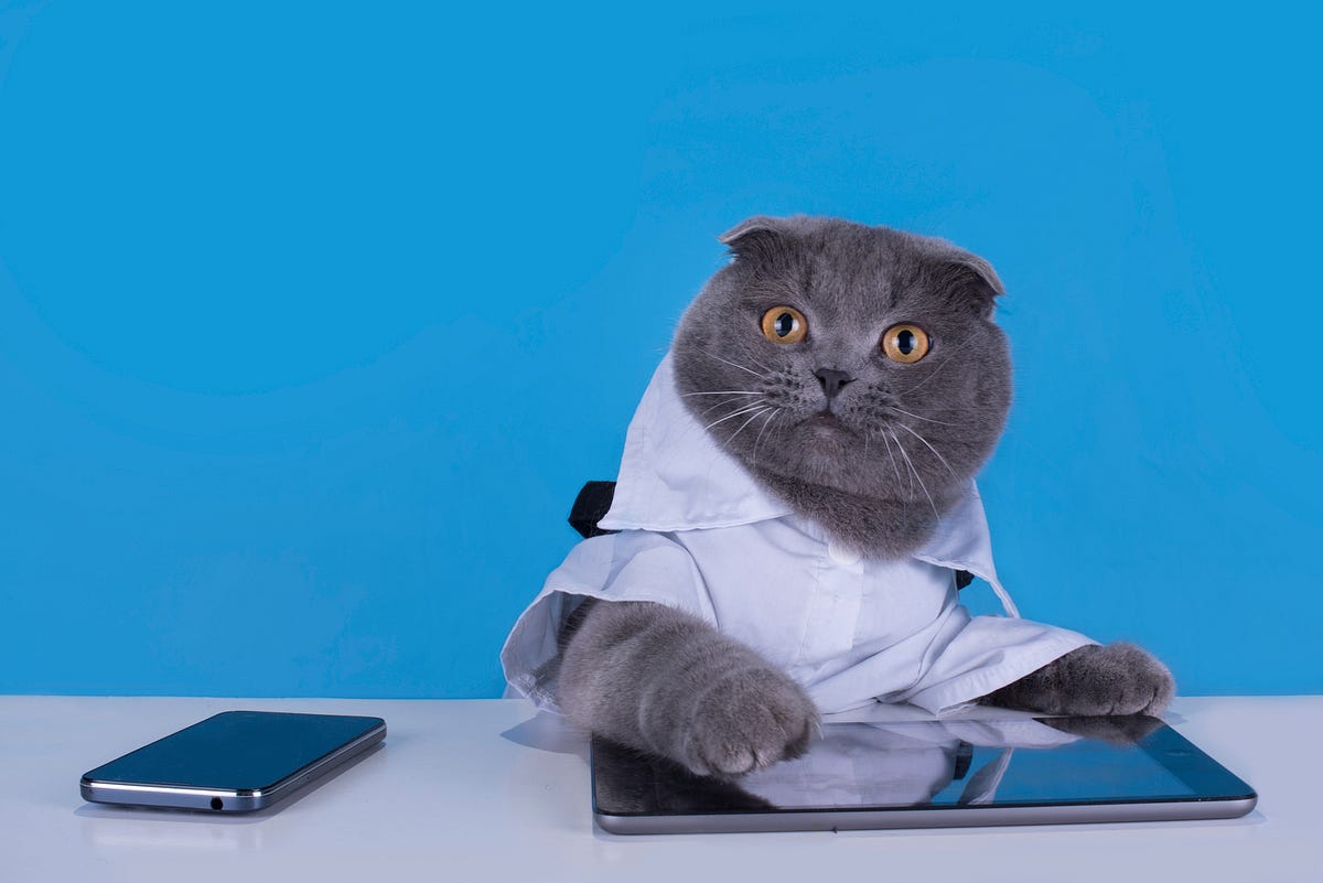 Cat Gives Owner a Performance Review | by Kyrie Gray | Jane Austen’s ...