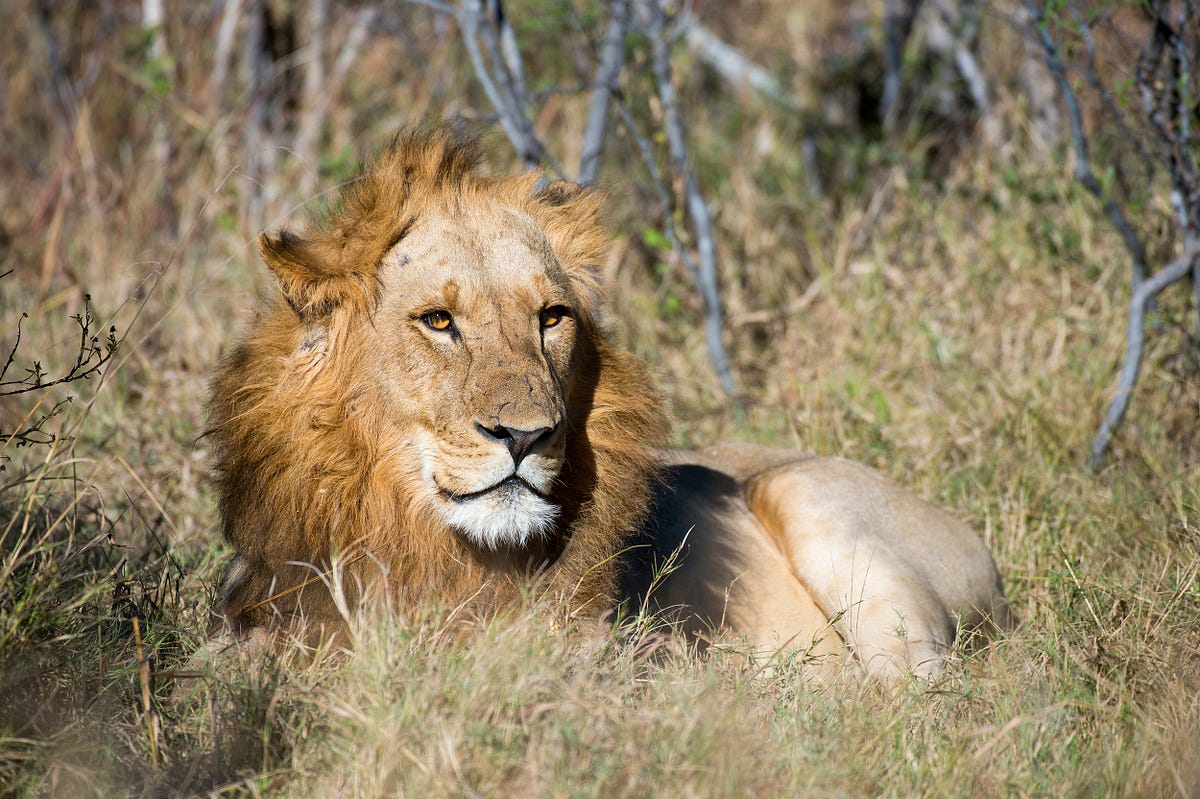 Ending trophy hunting could actually be worse for endangered species ...