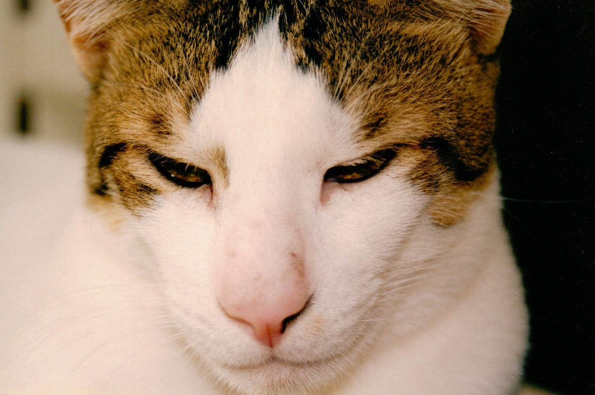 Signs It’s Time To Say Goodbye: How To Comfort A Dying Cat | by Susan ...