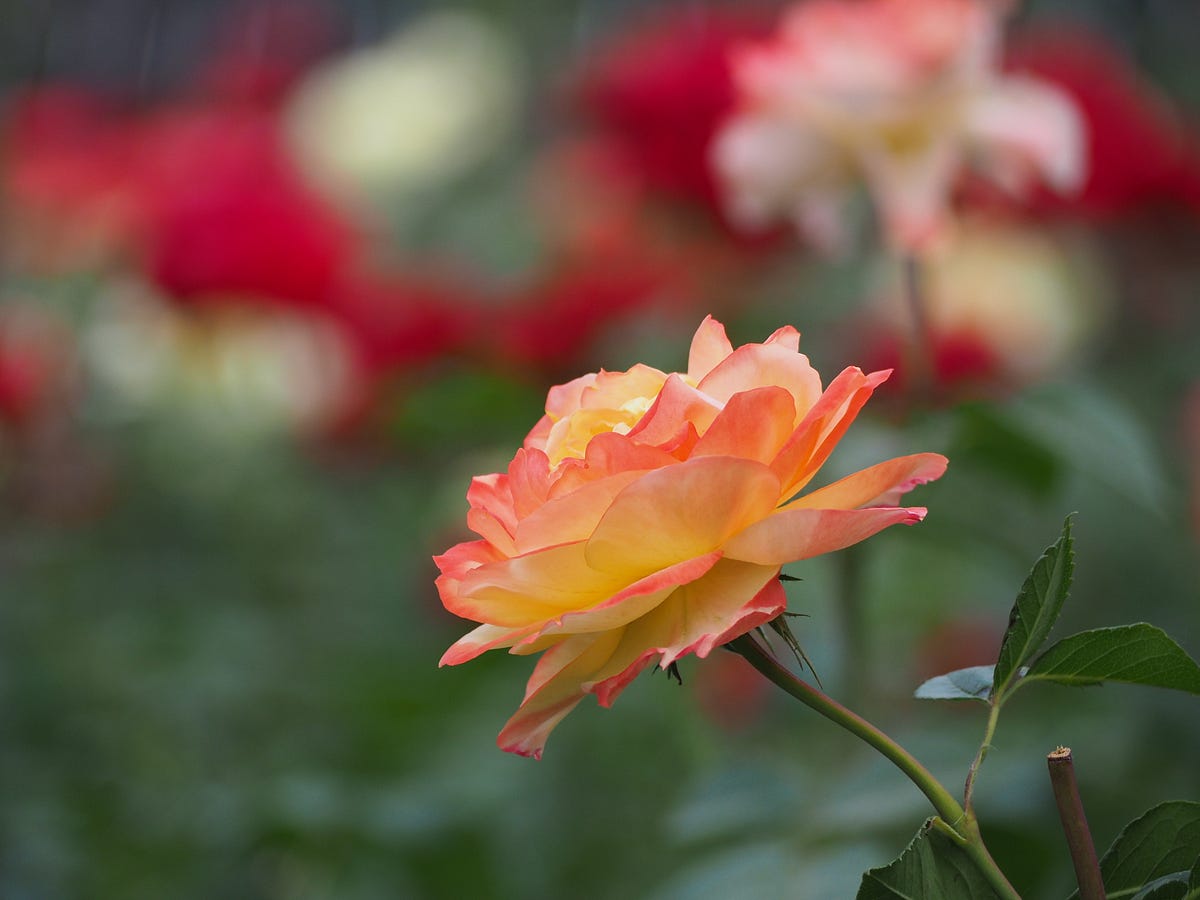 Doing and Being. It seems like I am constantly fighting… | by Adam ...