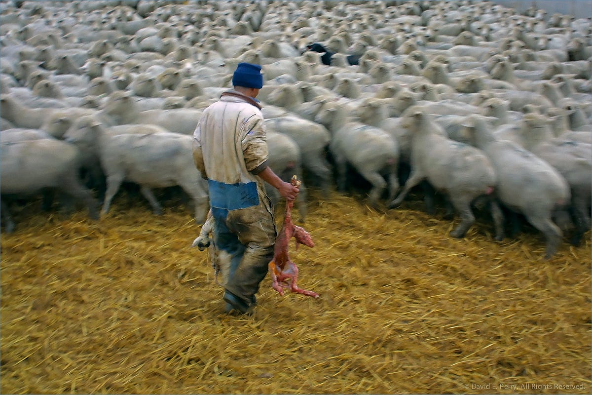 Despite Fears:. Lessons From An Idaho Sheep Ranch | by David E. Perry ...