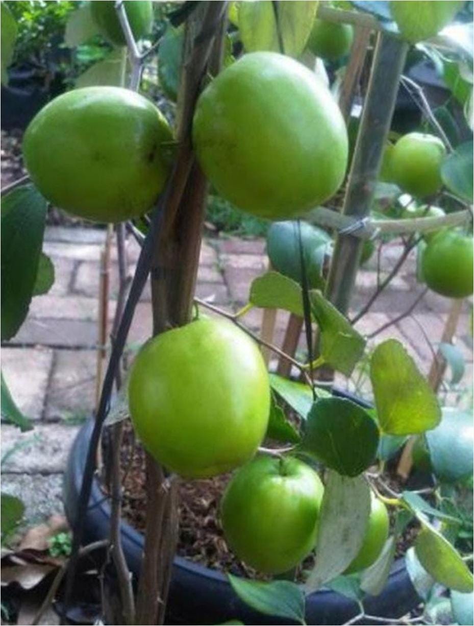 Bibit Apel Futsa Tanaman Buah India Putsa 3 Bisa Masuk 1Kg Bangkalan ...