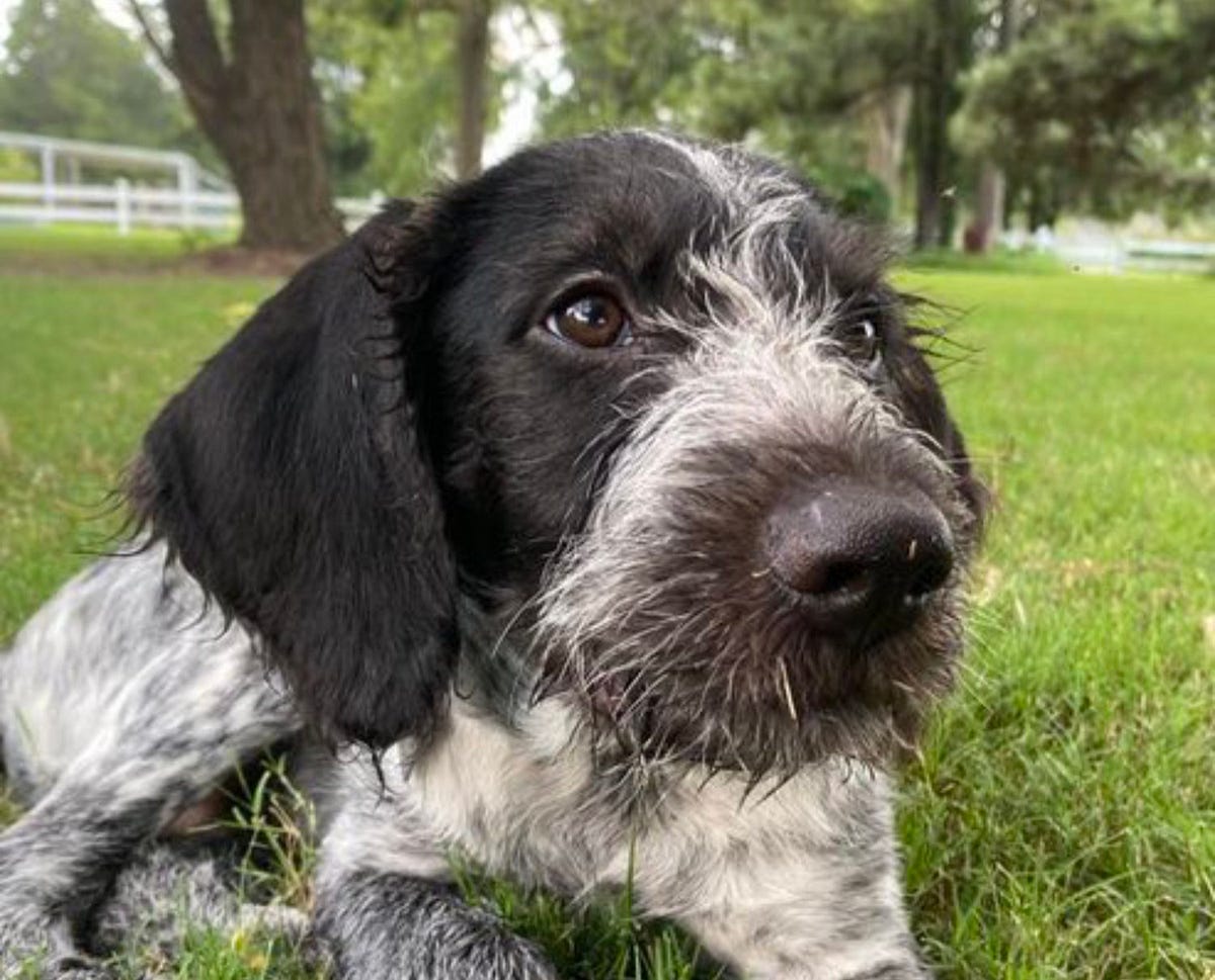 Rightwing media on puppy murder. South Dakota Governor Kristi Noem is ...
