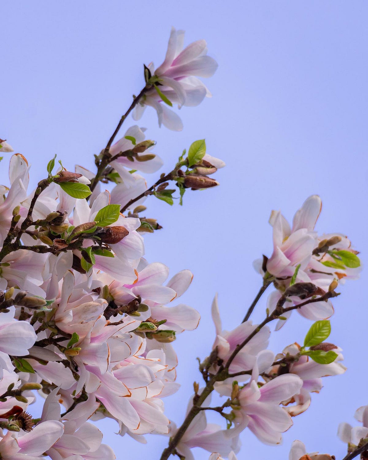 BLOOMING FLOWER. Halo! Ini adalah postingan pertamaku… | by Laily Fa ...