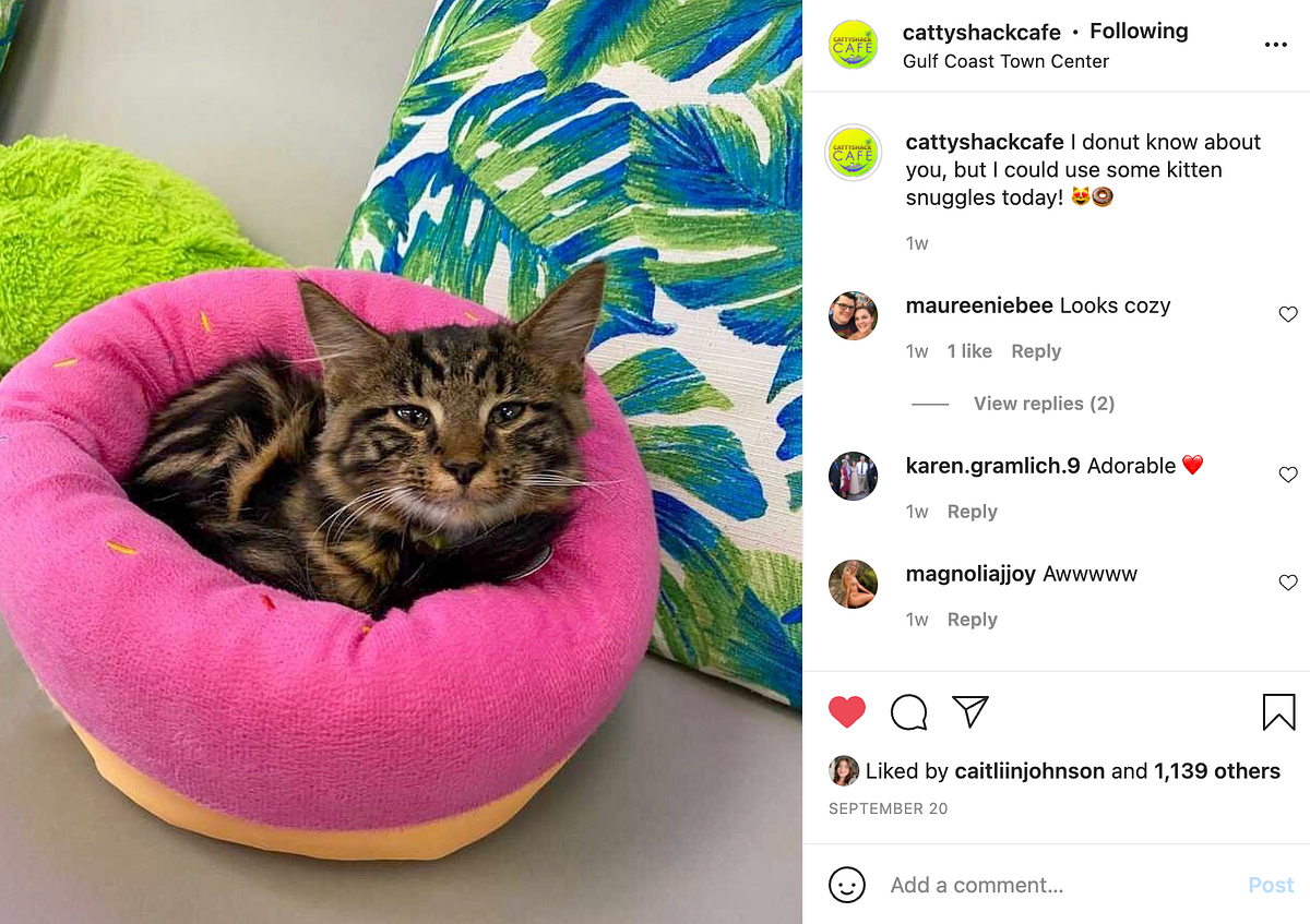 Best Social Media Practices on Instagram — for my local Cat Cafe | by ...