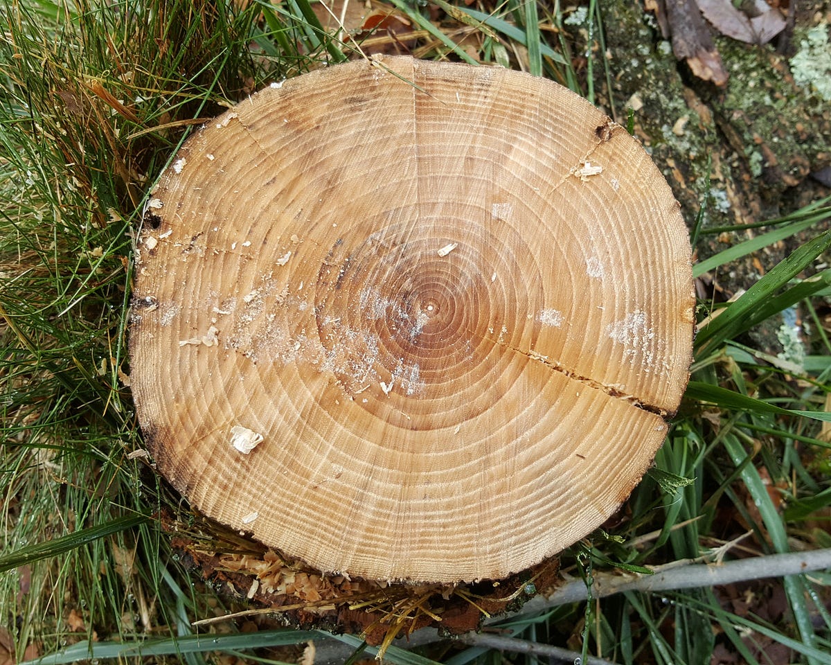 Lesson from a Dead Ash Tree. The nature of nature | by Shaun Holloway ...