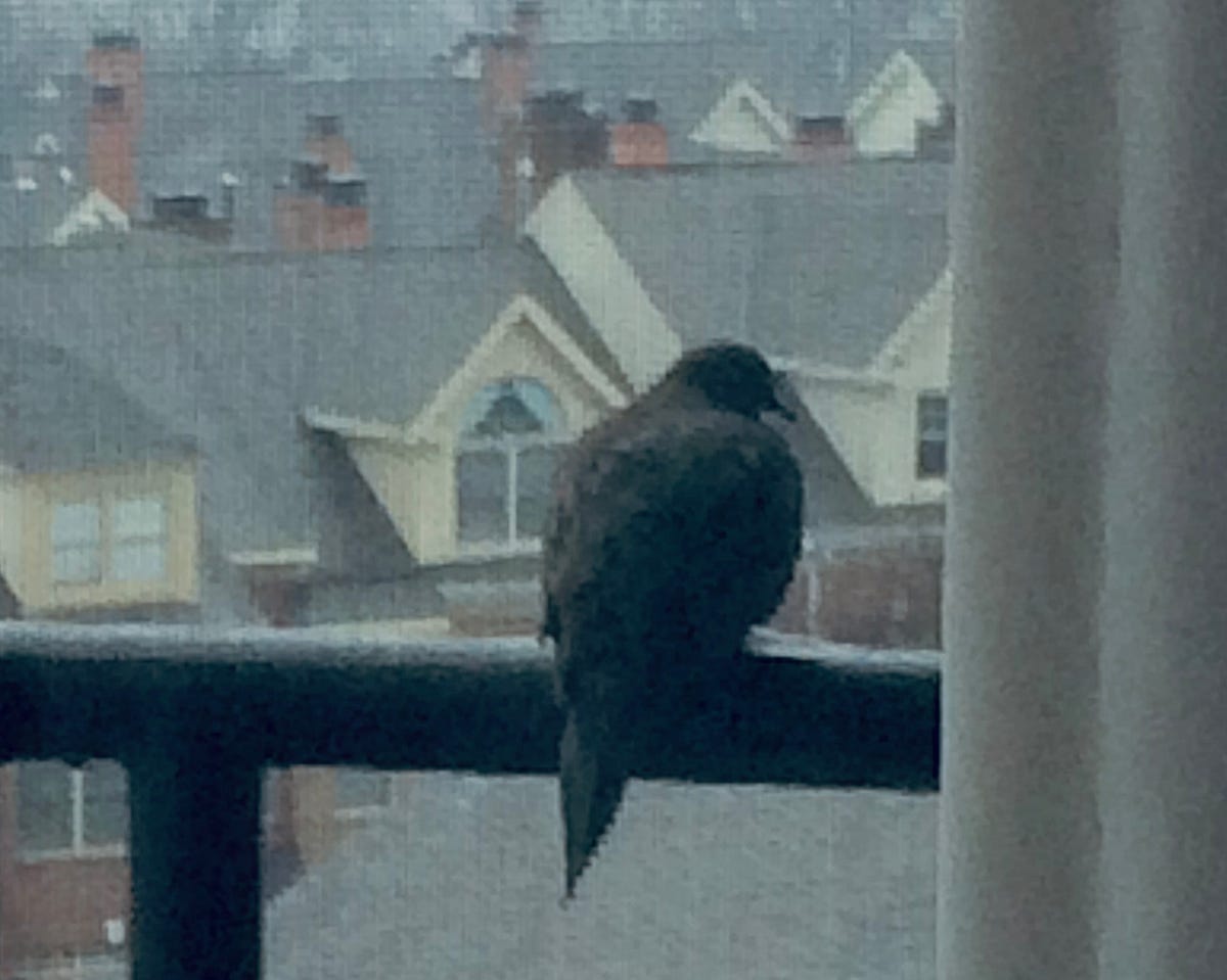 Feeding the Birds. I thought about taking us to the park… | by Kristin ...