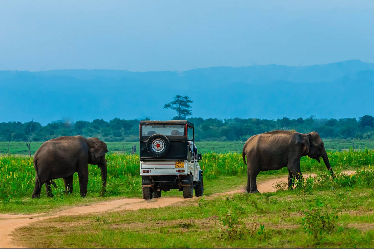 Best Day Tours Starting From Galle | by BestOf Lanka | Medium