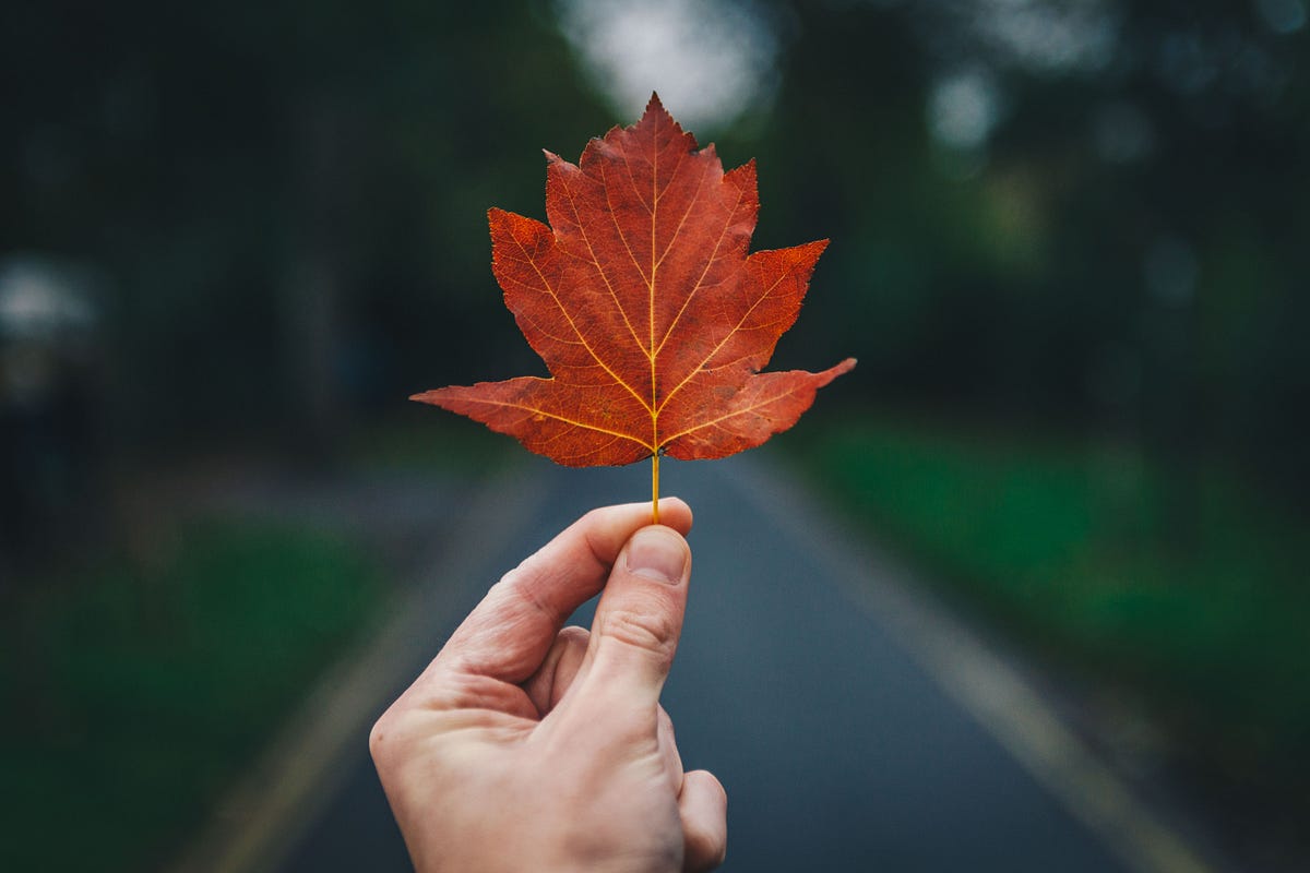 Hands On Otsu Thresholding Algorithm For Image Background Segmentation Using Python By Piero