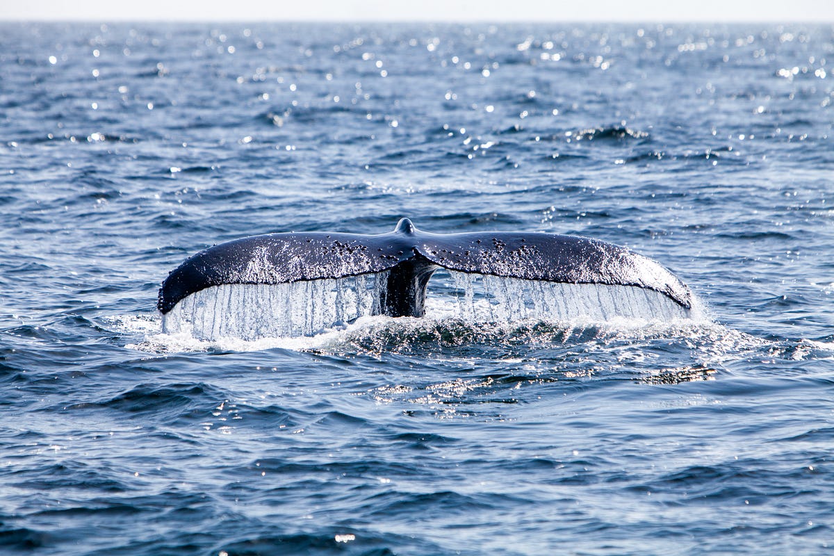 A Tranquil Symphony: The Impact of Whale Sounds on the Human Brain | by ...