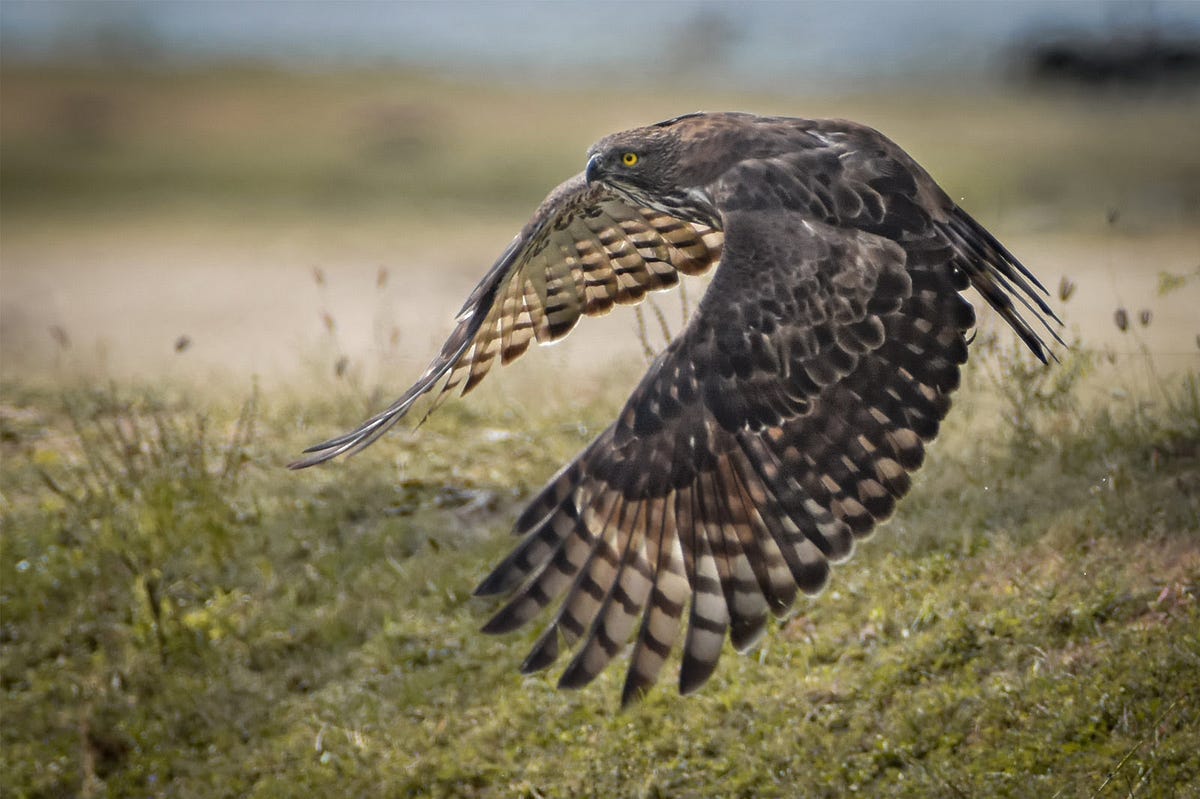 Raptor birds of Sri Lanka | BOL. bird watching tours in sri lanka, sri ...