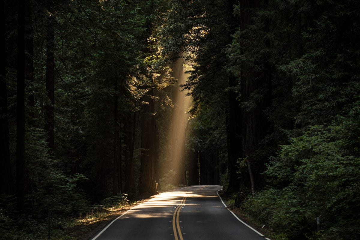 The Mind Forest - A Personal Knowledge Management System | by Ollie ...