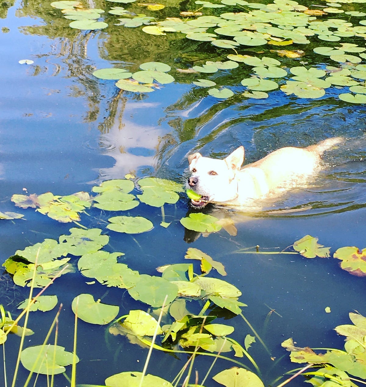 Swamp Dog. canine creature from the Kemptville… | by Allan Rae ...