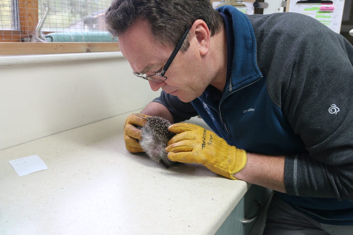 Hedgehog Osteopathy Video. At this time of year we see lots of… | by ...