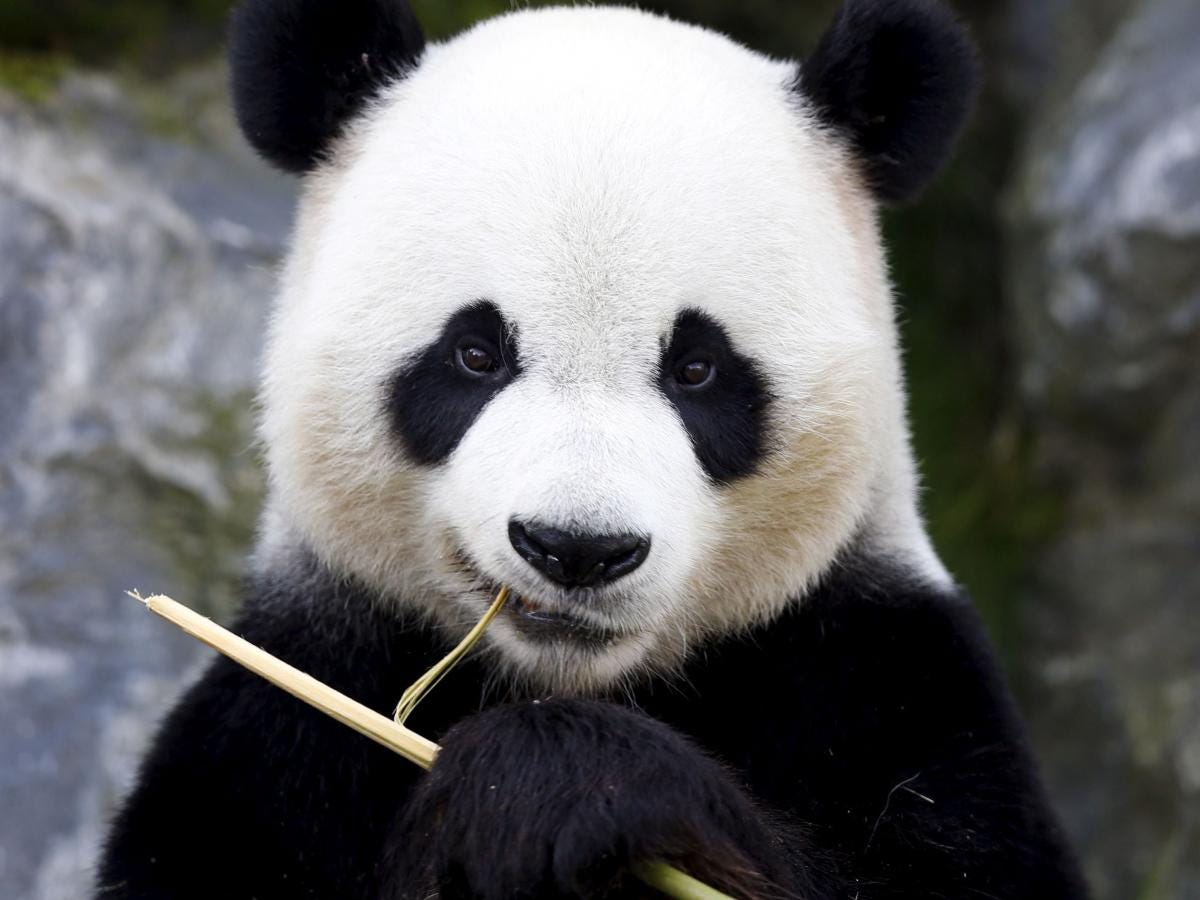Pythons and Pandas: Animals That Make a Large Zoo Easier to Navigate ...