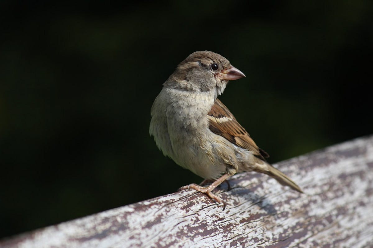 It is not just a bird. Photo by Bianca Ackermann on Unsplash | by Poni ...