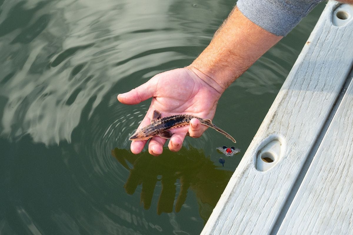Bringing sturgeon back. Cuyahoga River’s renewal continues as… | by ...