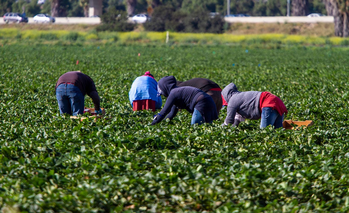 Did MAGA Farmers Believe They Were Getting Their Black Slaves Back ...