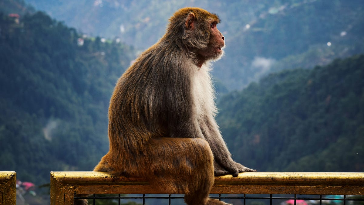 A New Howler Monkey Species That Pees On Each Other Was Named After ...