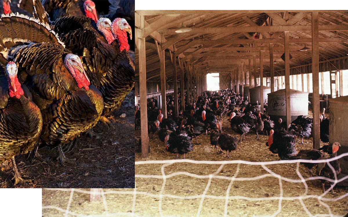 What Thanksgiving Turkeys Represent About America’s Food-Insecure ...