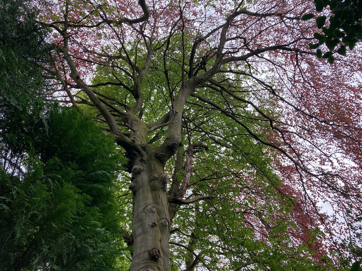 New Growth From Destruction | Penny Grubb | SNAPSHOTS