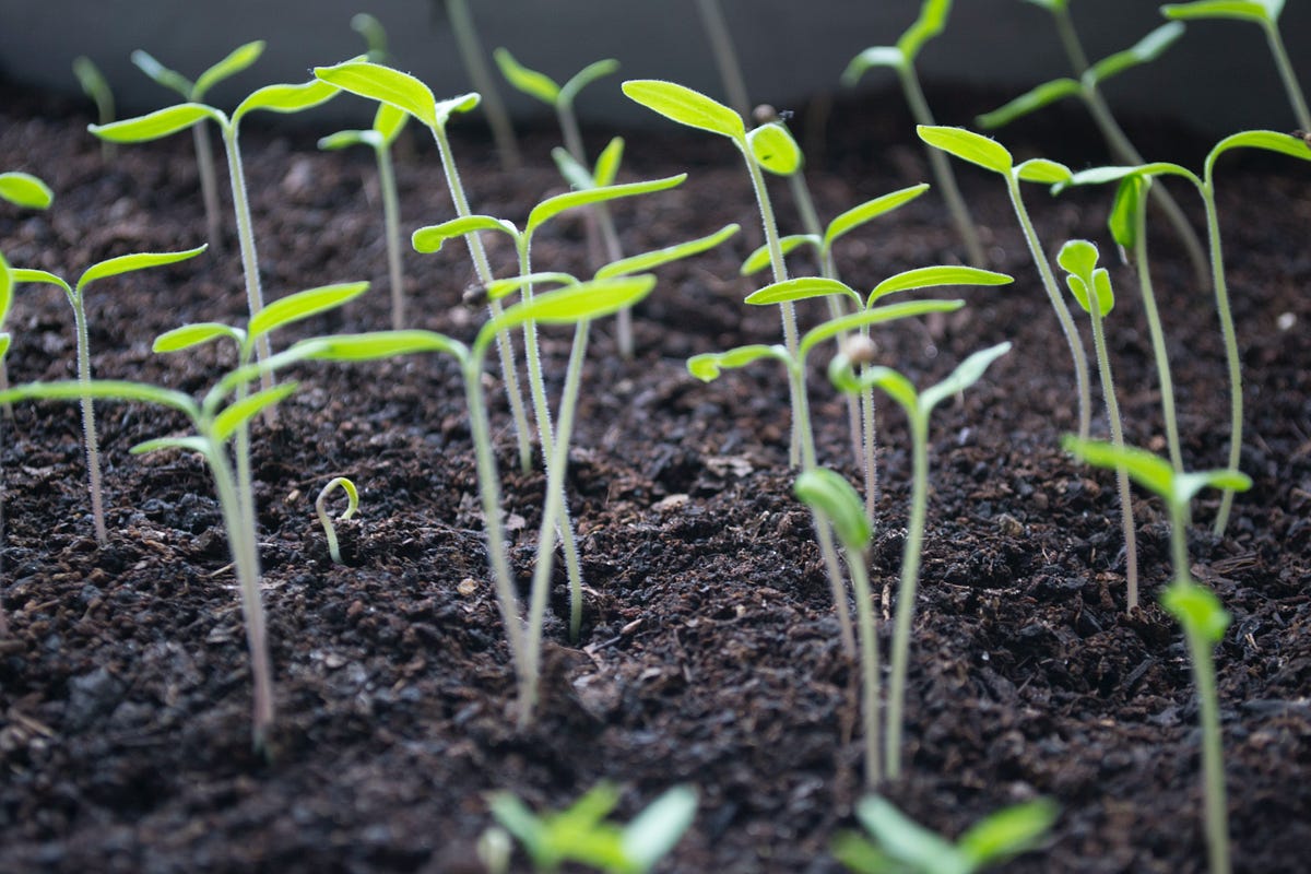 Striving For Regeneration, Not Sustainability | by Nicole Fragala | An ...