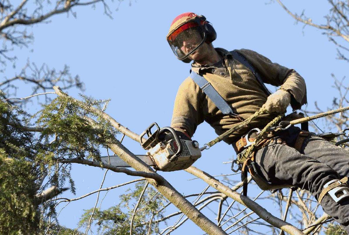 Tree Lopping in Darwin: 5 Must-Know Tips for a Stunning Outdoor Space - RV Tree Care - Medium