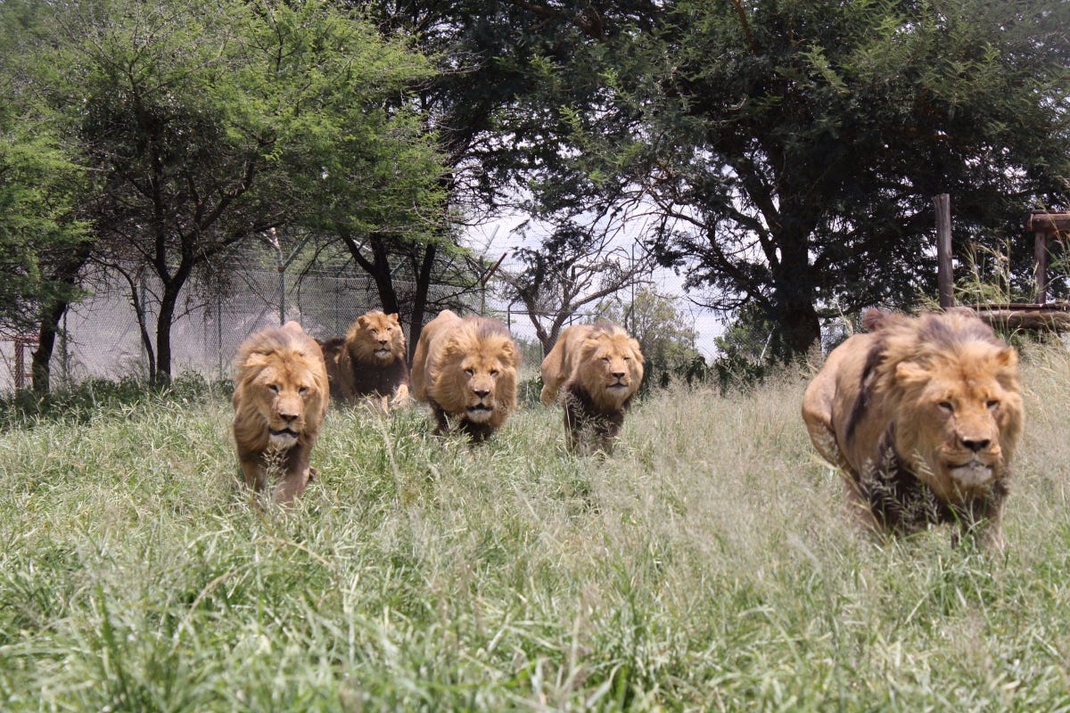 Great Leaders Help Their Teams Succeed | by Scott Sohr | Medium