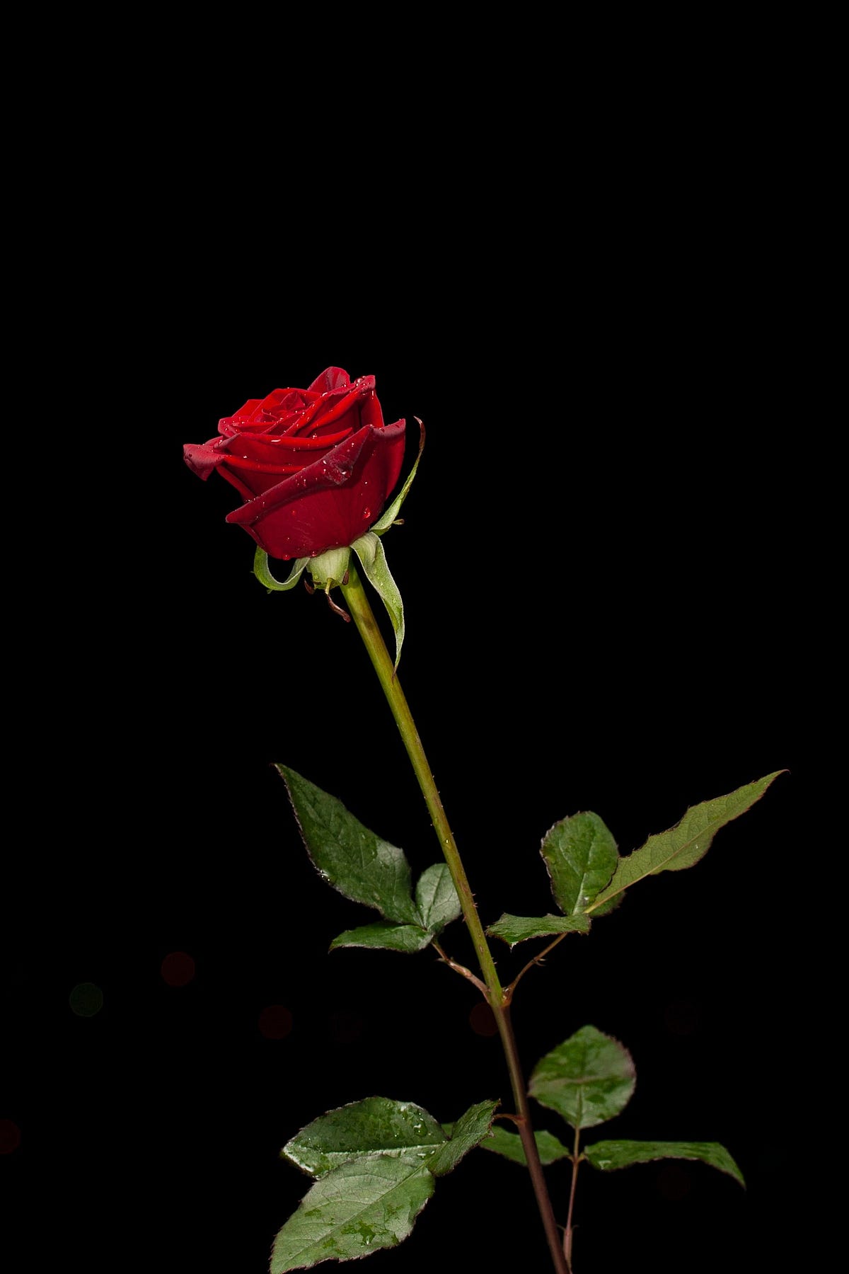 The Rose (A Writer’s Prayer). May this writer be so good, | by Matthew ...