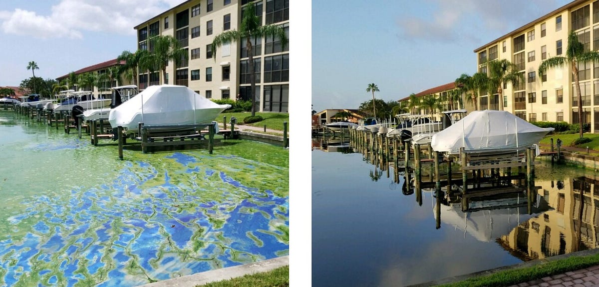 Cleaner Water, Greener Products — How Algix Turns Algae into ...
