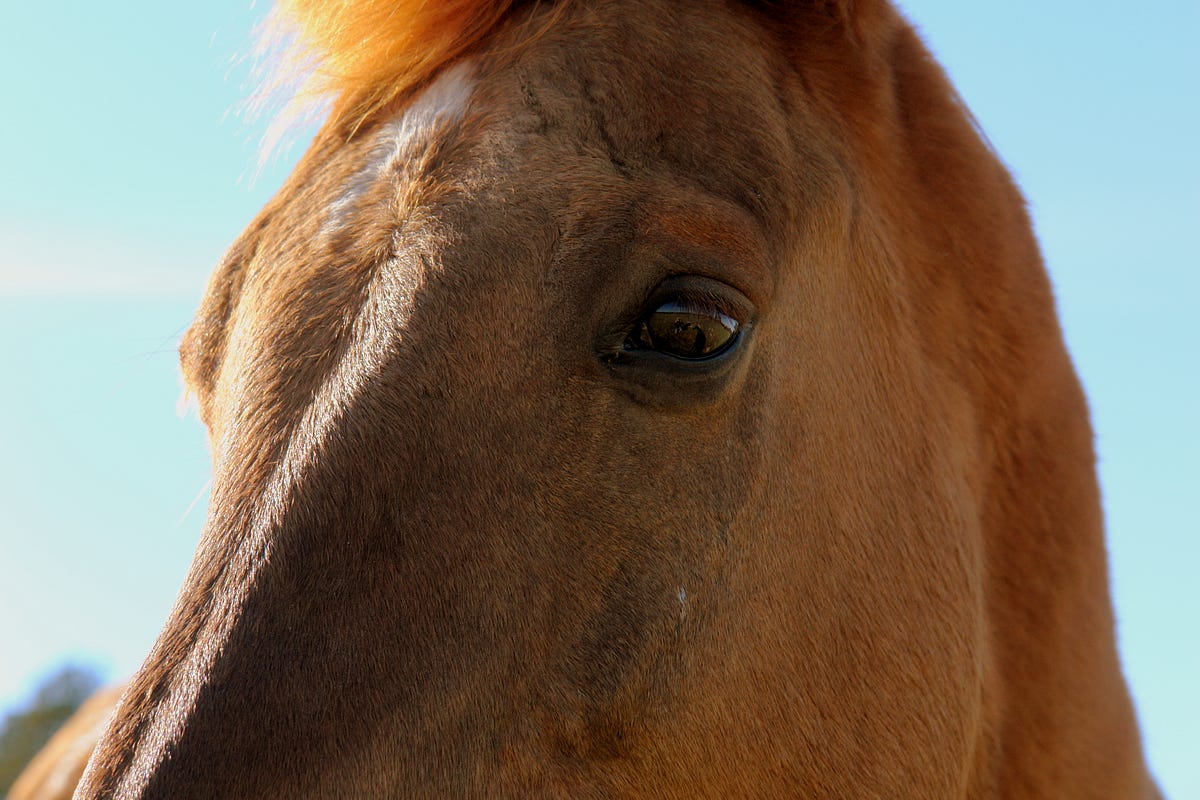 Spirit of the War Horse. Look into the eyes of the war horse and… | by ...