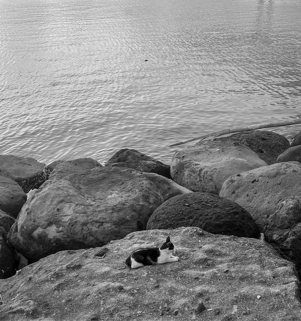 Rejection is redirection | by hirang | Jul, 2024 | Medium