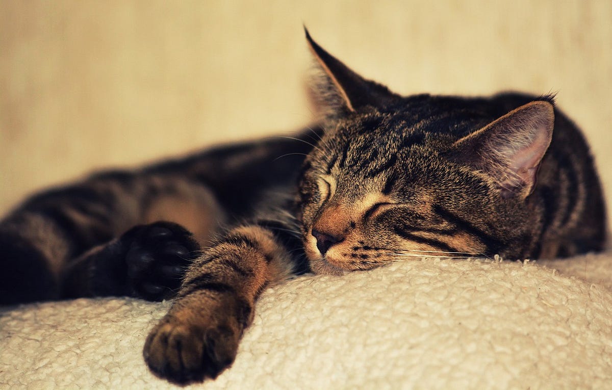 The Art of Napping. There was a period in my life where I… | by Alfie ...