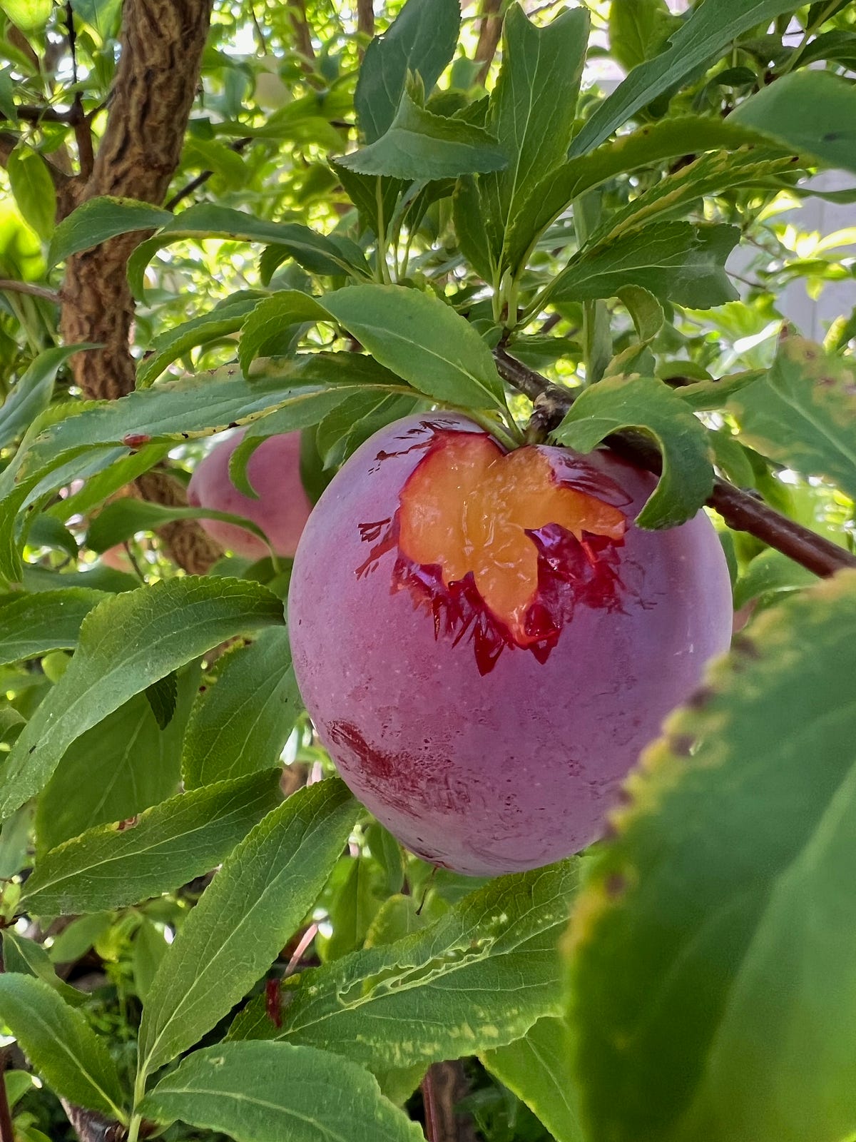 Guarding the Fruits of the Garden — Plums | by William S. Willis ...