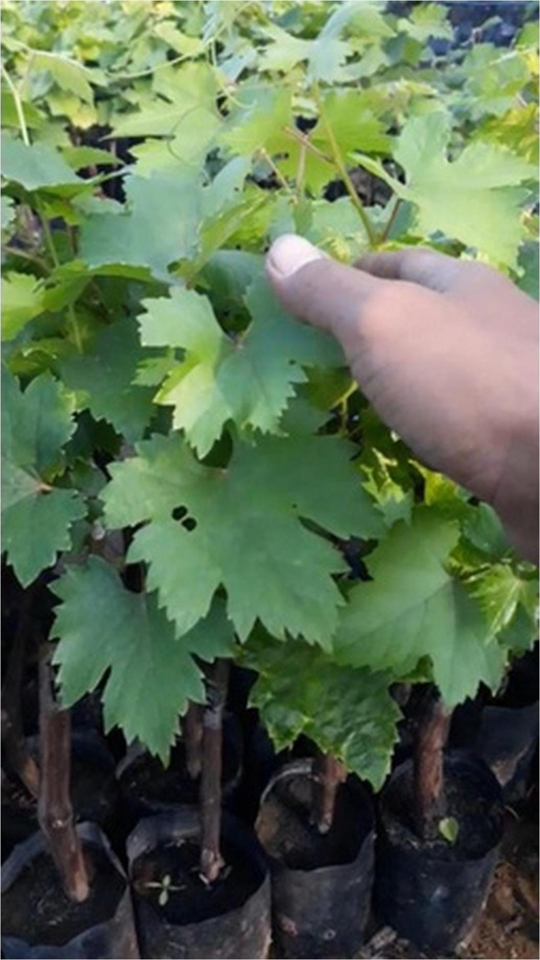 Bibit Anggur Import Akademik Asli Grafting Grobogan | by Marlino ...