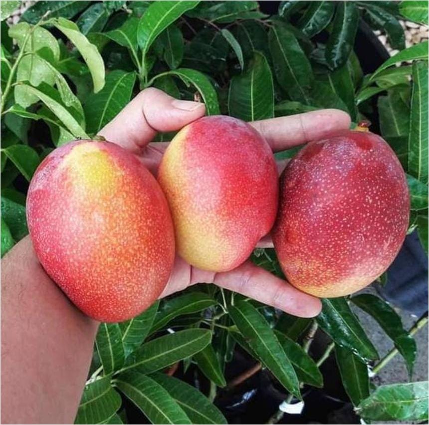 Bibit Mangga Garifta Merah Batang Terbaik | by Jasmin Buah | Medium