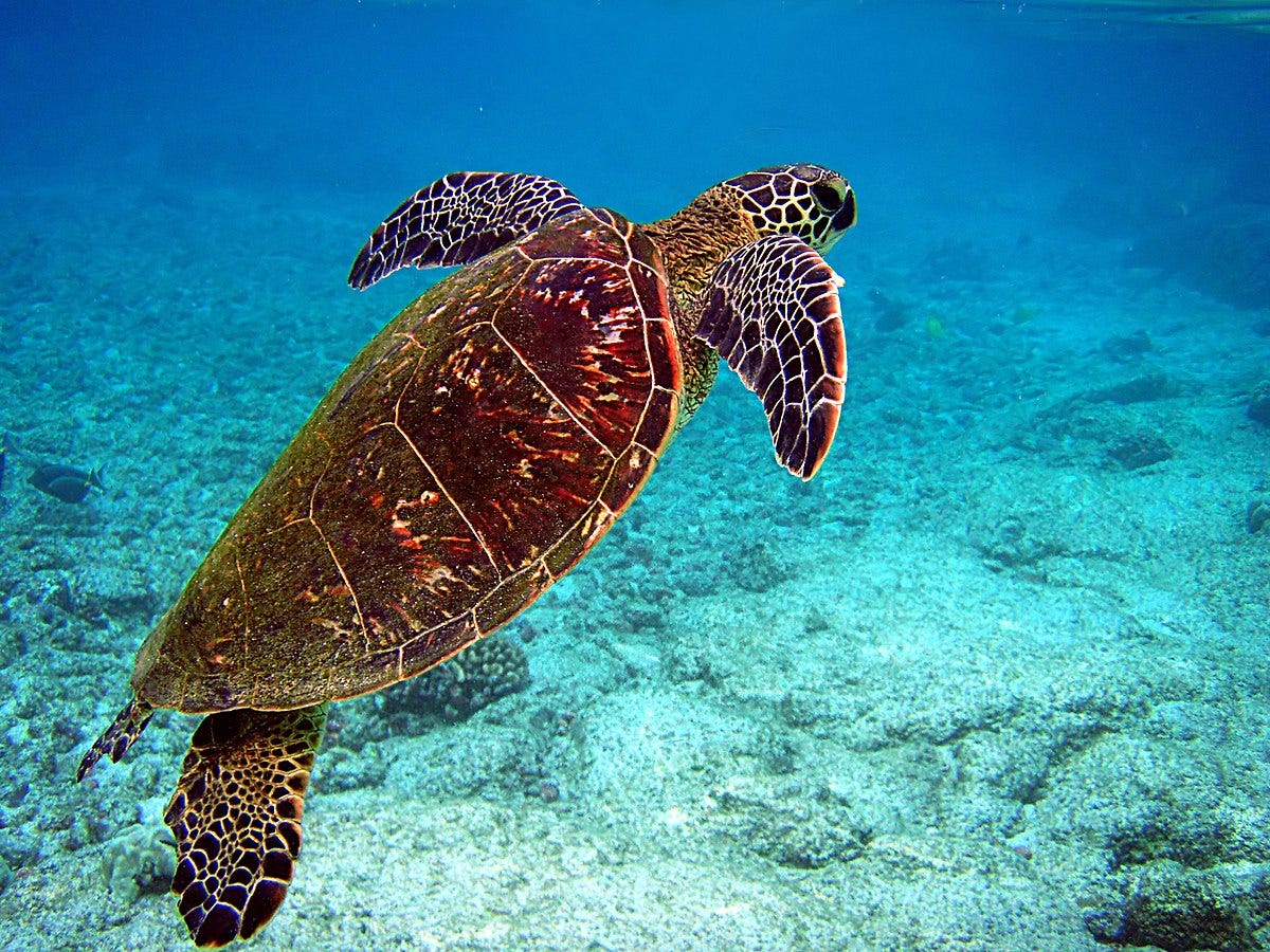 Saving Sea Turtles In a Warming World | by Farzaneh R | No Time | Oct ...