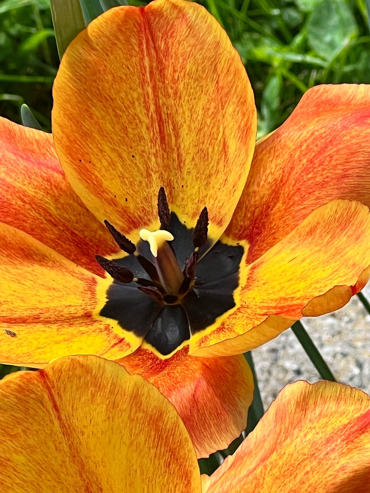 Courage - The Intoxicating Unhinged Mind - Medium