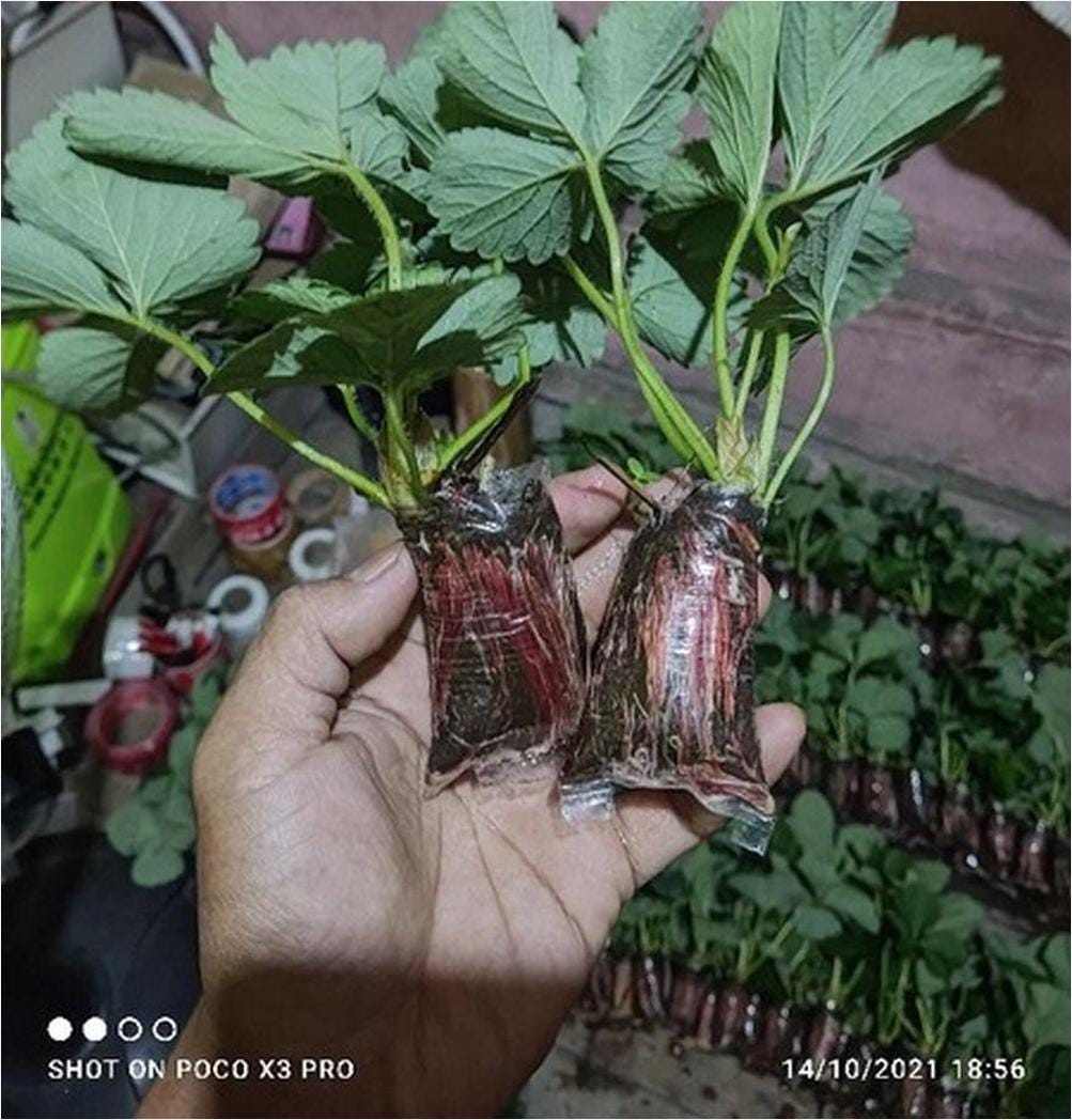 Bibit Strawberry Australia Giant Garut | by Pusat Bibit | Medium