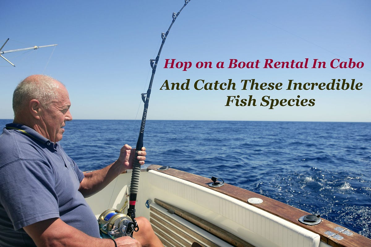 Hop on a Boat Rental In Cabo And Catch These Incredible Fish Species ...