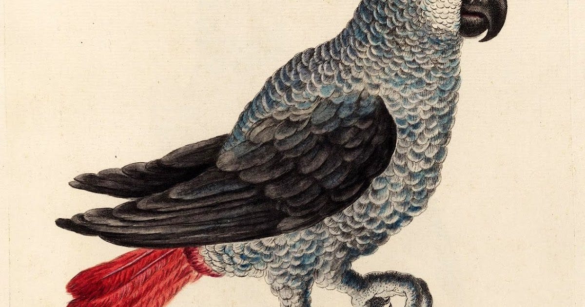 The African Grey Parrot. First my alarm woke me, then the… | by Adam ...