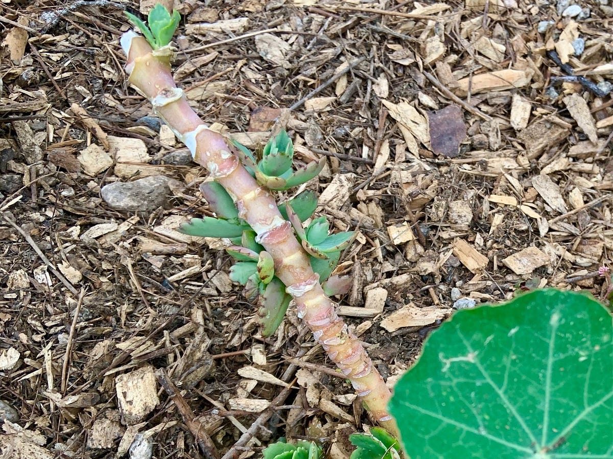 Thank you, Winston the Stick. if sticks can bloom so can barren we | by ...