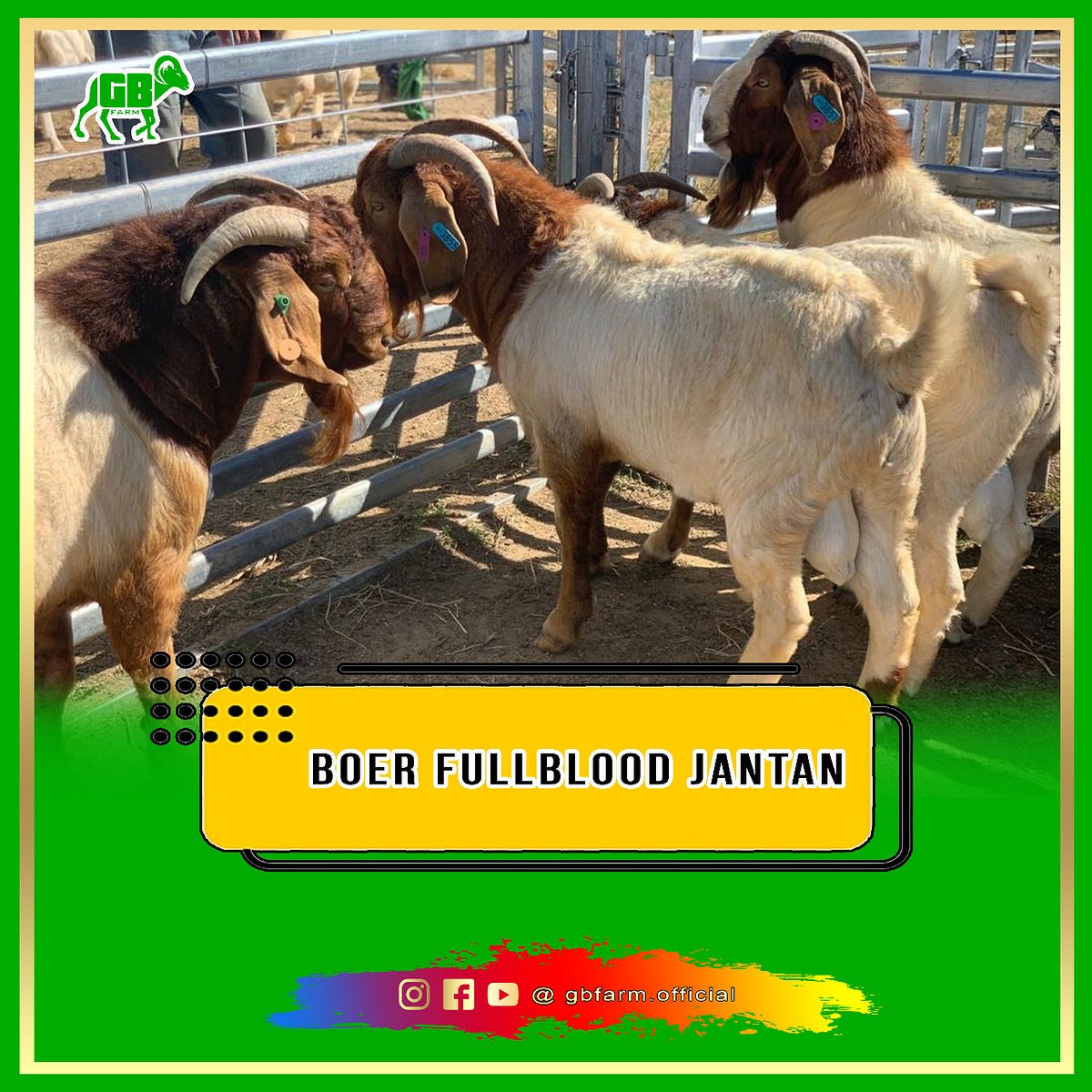 5 FAKTA KAMBING BOER YANG PUNYA JULUKAN RAKSASA DAGING | by GB Farm ...