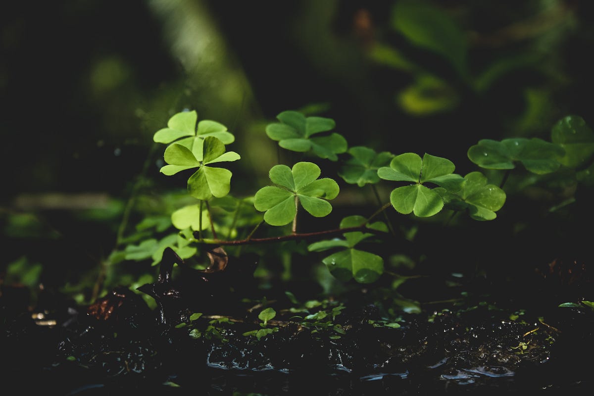 Good Fortune and How to Create It | by Jaer Mertens | Medium