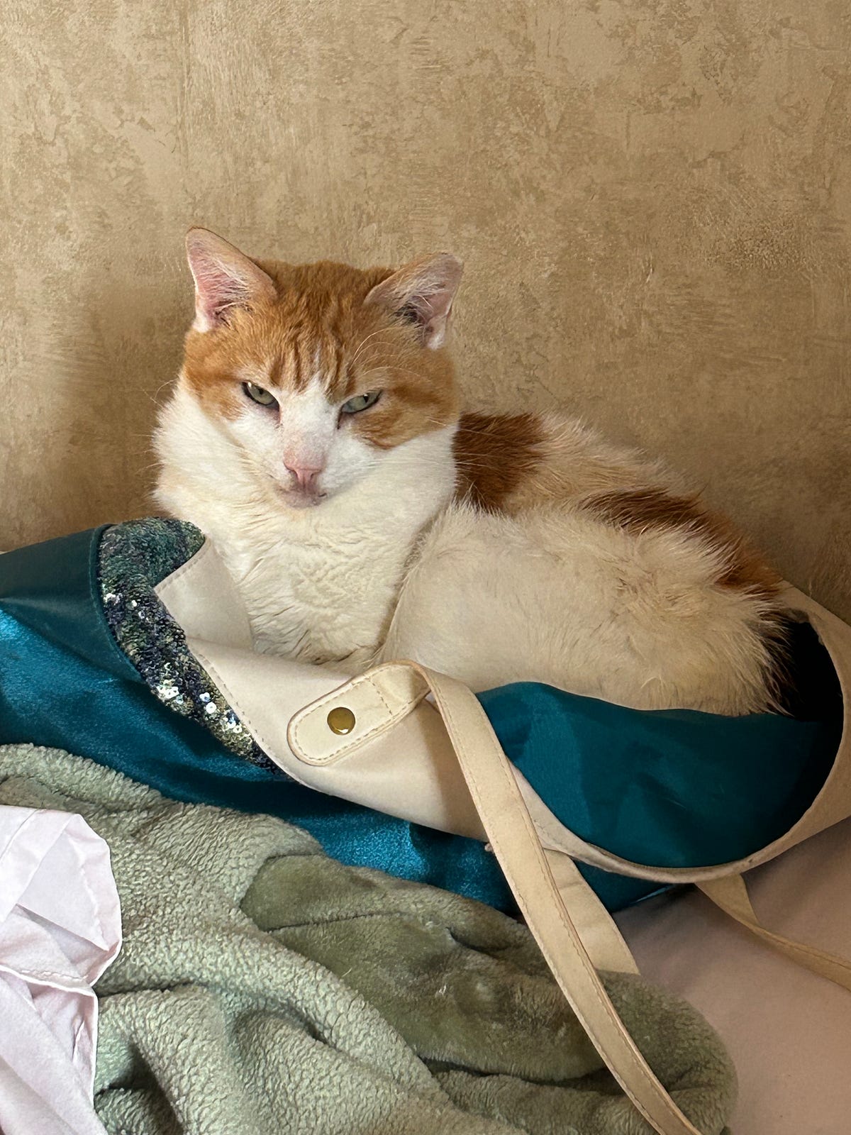 Us Cat Ladies Aren’t as Crazy as You Think… | by Kat Brancato | Catness ...